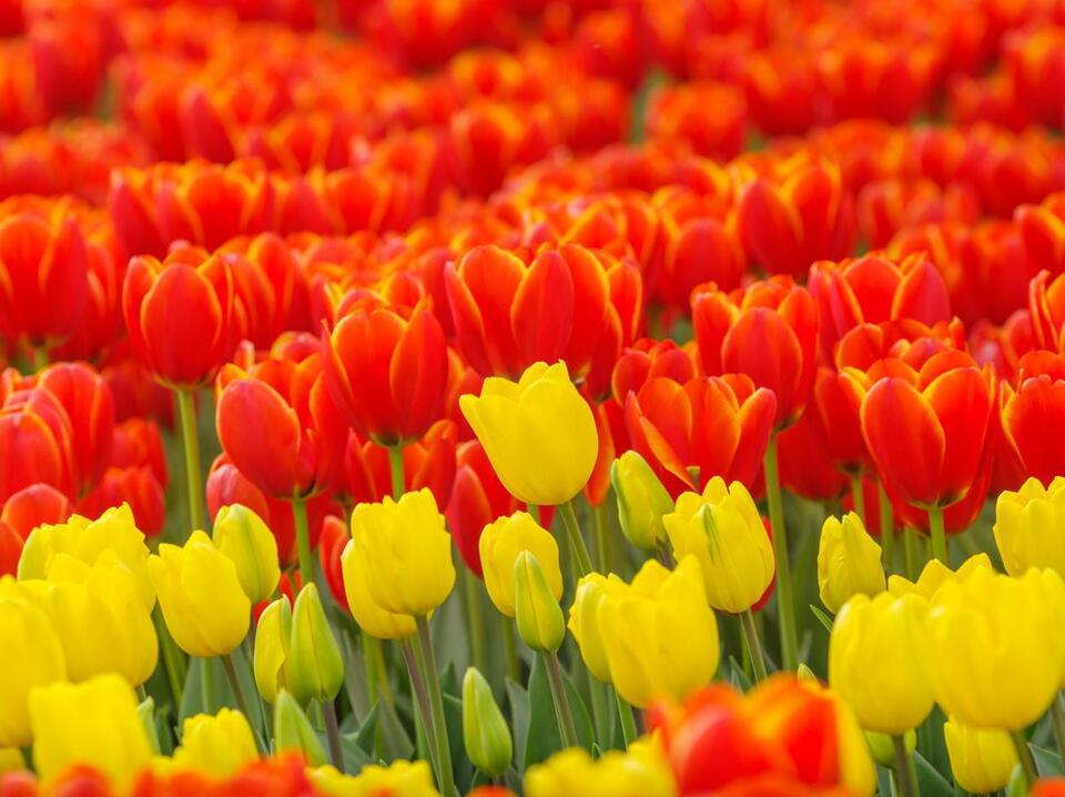 Get your tickets NOW: Holland Ridge Farms tulip season starts this week ...