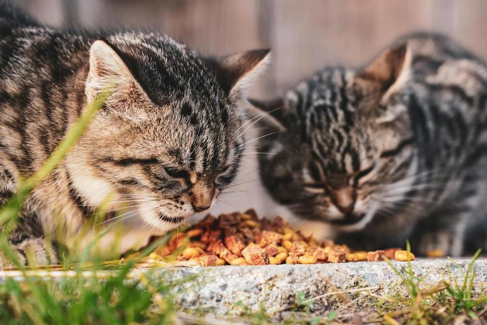 The Most Emotionally Tuned-In Cat Breeds for Sensitive Owners - NewsBreak