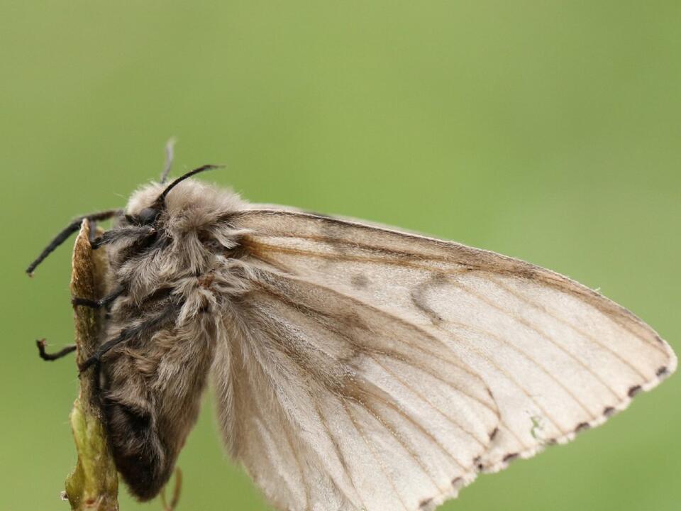 Spongy Moth: How To Identify, Prevent & Eliminate This Destructive Pest