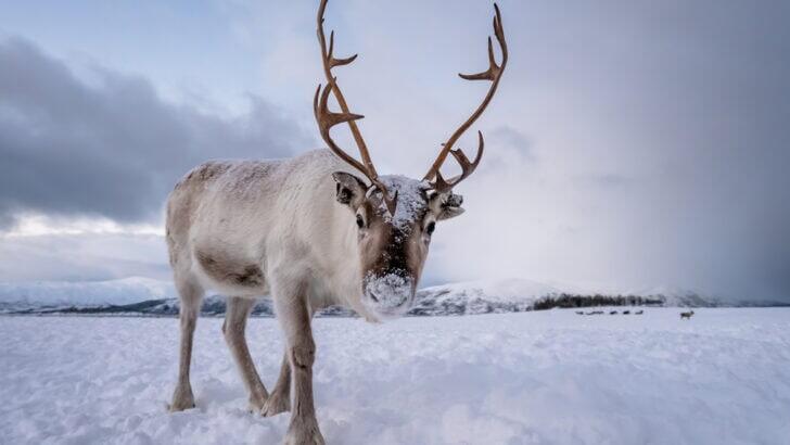 6 Animals That Can Change Color in Winter - NewsBreak