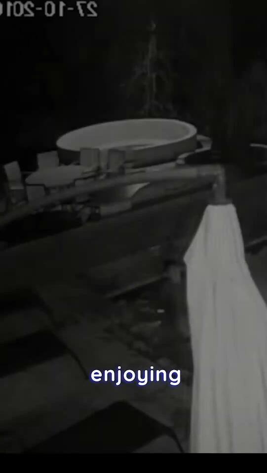 Jaw-Dropping Video Alligators Terrifying Pool Invasion with ...