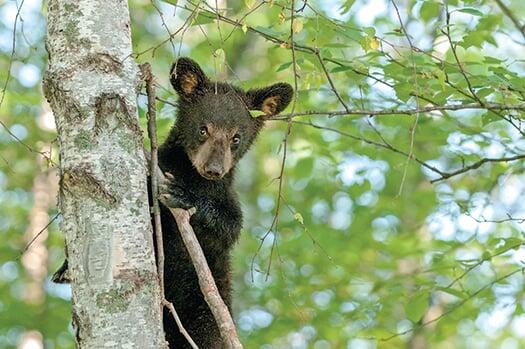 Vermont’s black bears are thriving, expanding range as wildlife ...