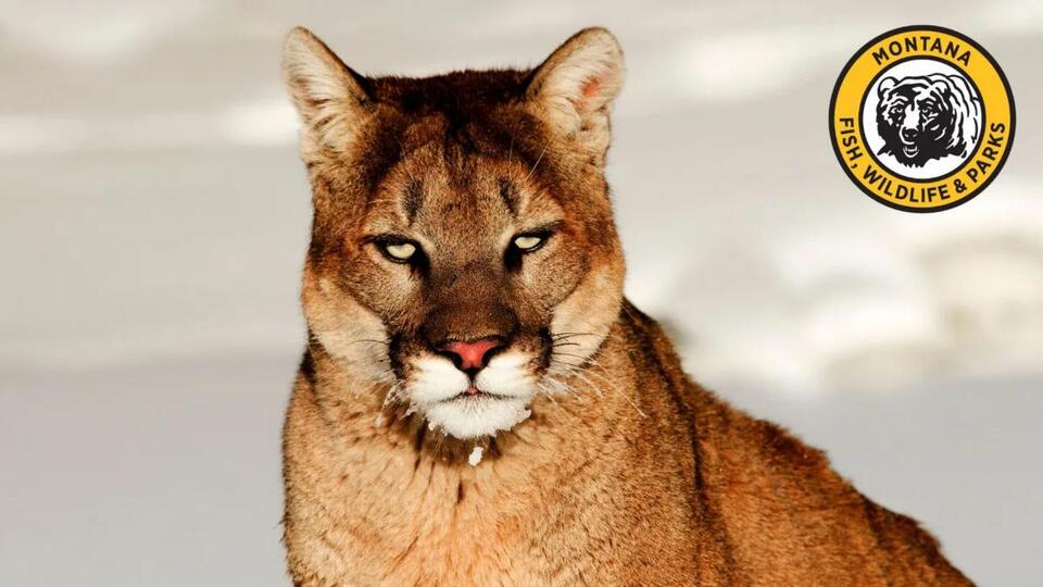 FWP News: NOTICE OF MOUNTAIN LION CLOSURE – LMU 211 - NewsBreak
