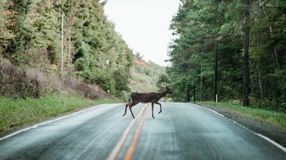 The Truth About Hitting a Deer in Wisconsin—And Why Most Drivers Get It ...