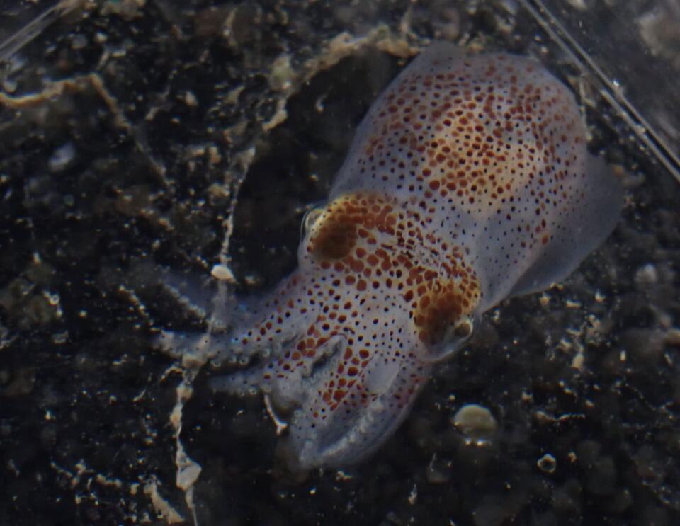 Baby Squid Shows Instinctive Camouflage Skills - NewsBreak