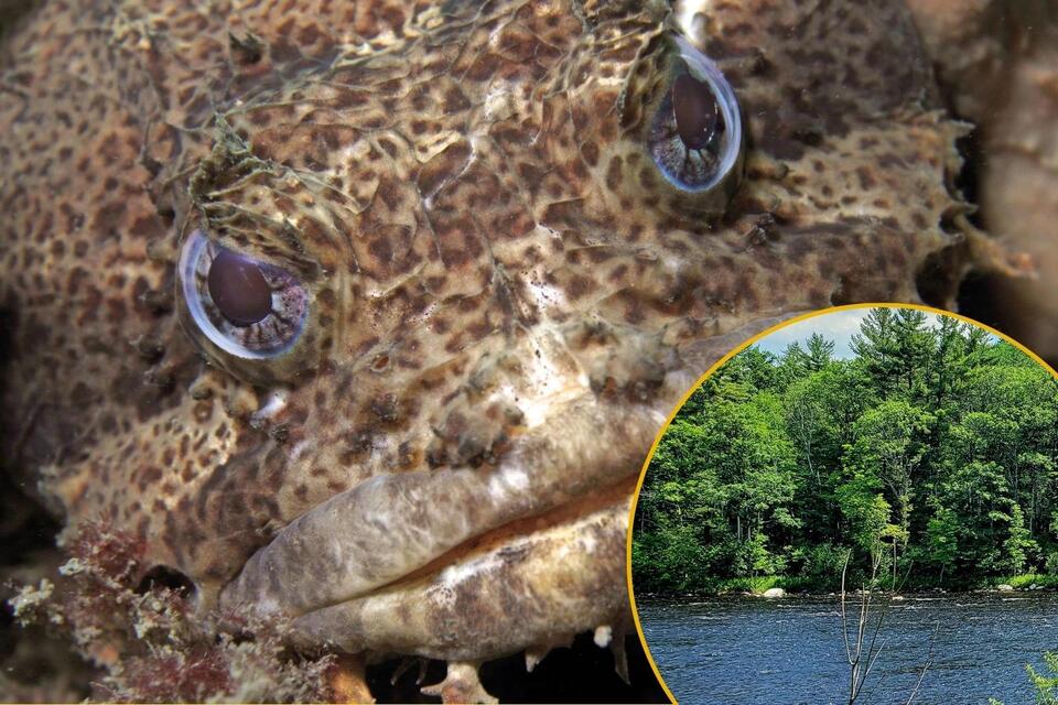 Photos: Venomous, Shell-Cracking Fish Hiding in the Hudson River ...