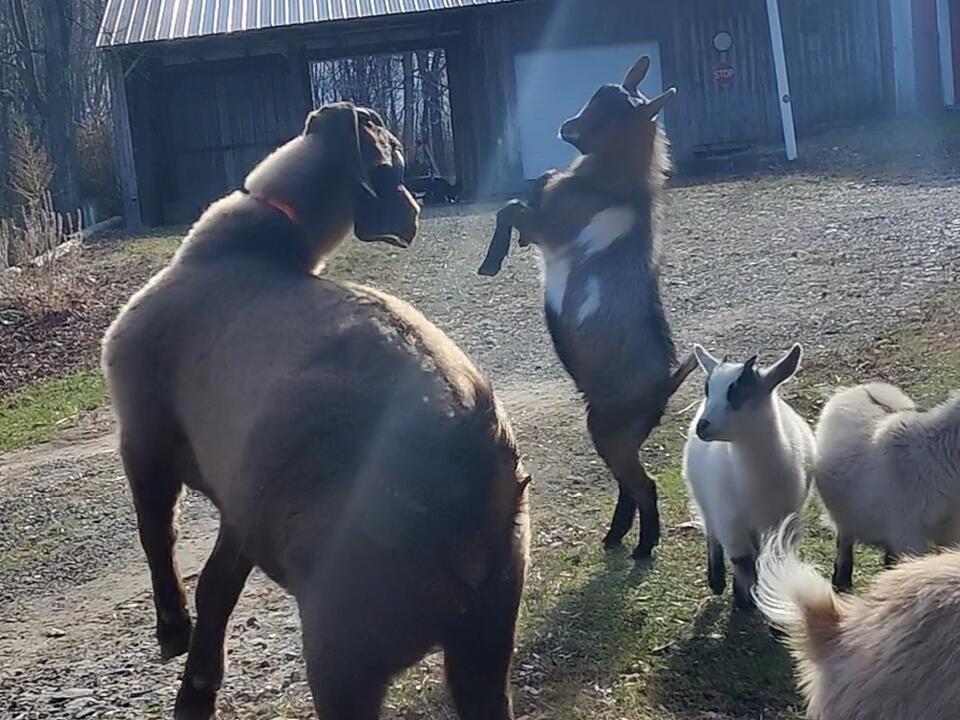 These CUTE baby goats jumping and playing will make your day!