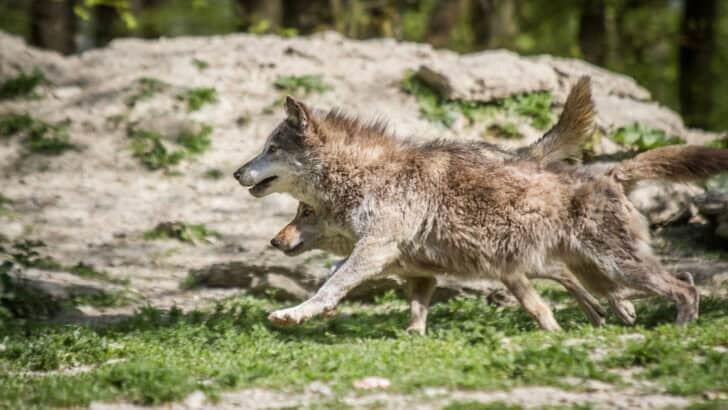Wolves Reintroduced in Michigan Sparked Heated Debate, Why? - NewsBreak