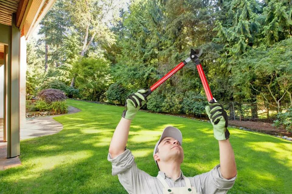 Can You Legally Remove a Neighbor’s Branches Hanging over YOUR Fence in ...