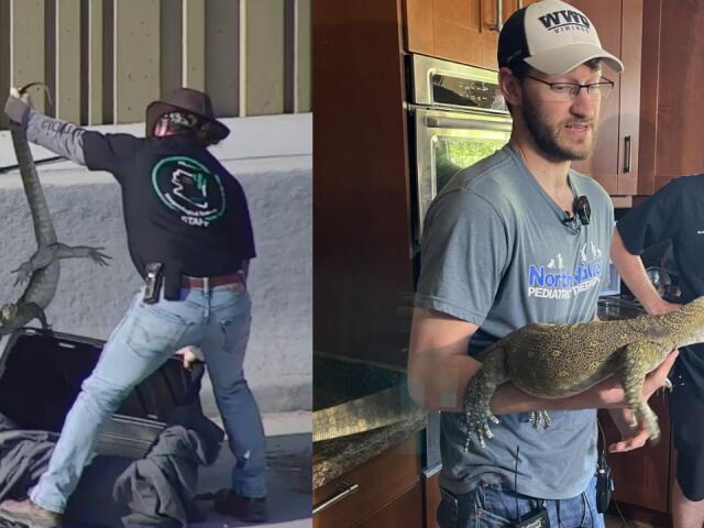 Large lizard captured on Loop 101 in Phoenix reunited with owner ...