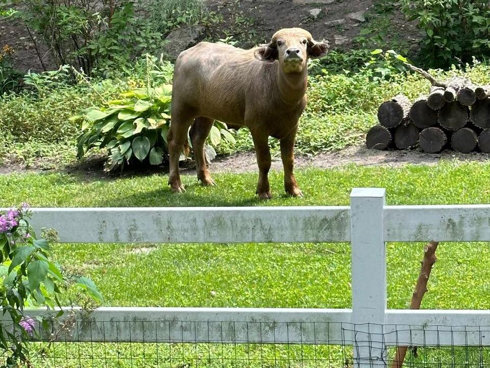 Police warning to not approach injured and angry water buffalo