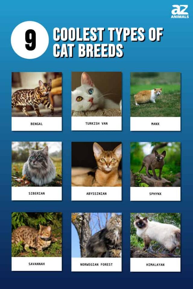 Our Top 9 Picks for the Coolest Types Of Cat Breeds - NewsBreak