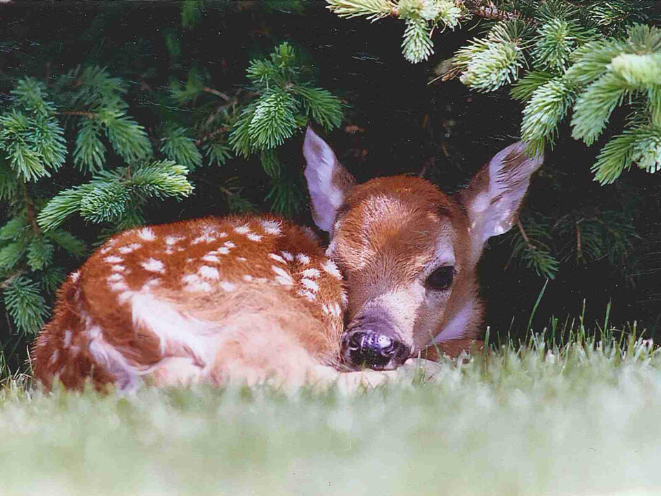 What to do if you find a fawn