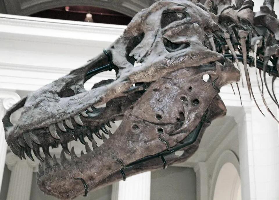 Why Do Some Dinosaur Fossils Exhibit Evidence of Ancient Diseases ...