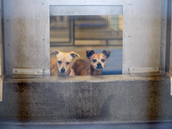 LA Animal Services Updating Shelter Policies After Dog Attacks Longtime ...