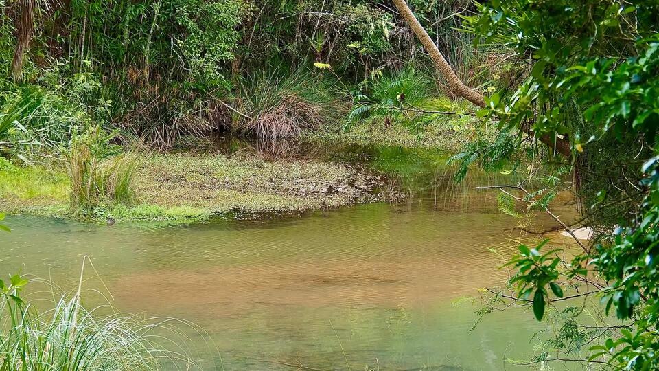 Experts thrilled after finding creatures thought to be extinct: 'We've ...