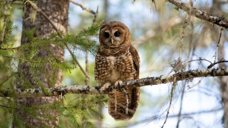 11 U.S. Owl Species and Where to Spot Them - NewsBreak