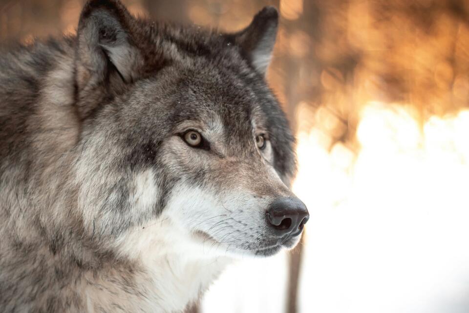 Colorado Struggles to Grow Wolf Population After WA Rejection - NewsBreak
