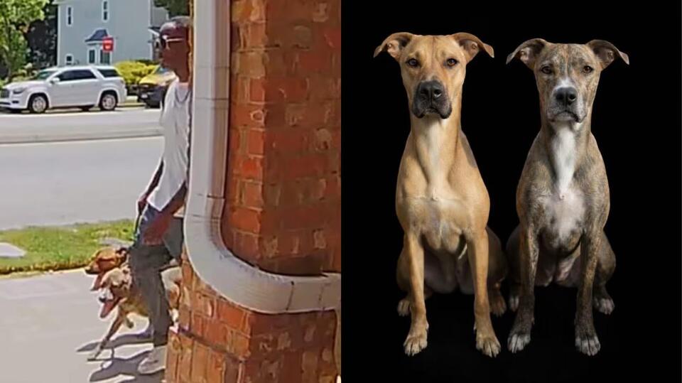 Police looking for man accused of abusing, killing dogs in Atlantic ...