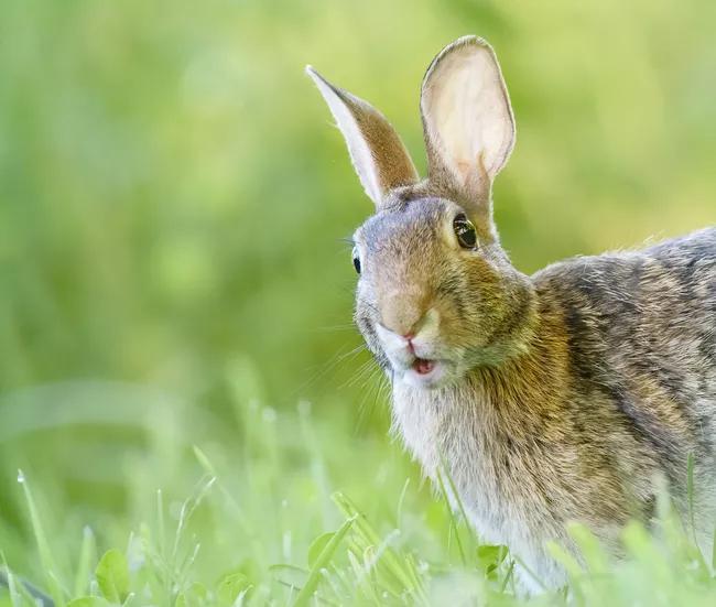 It's Robotic Rabbits Versus Pythons in the Florida Everglades - NewsBreak