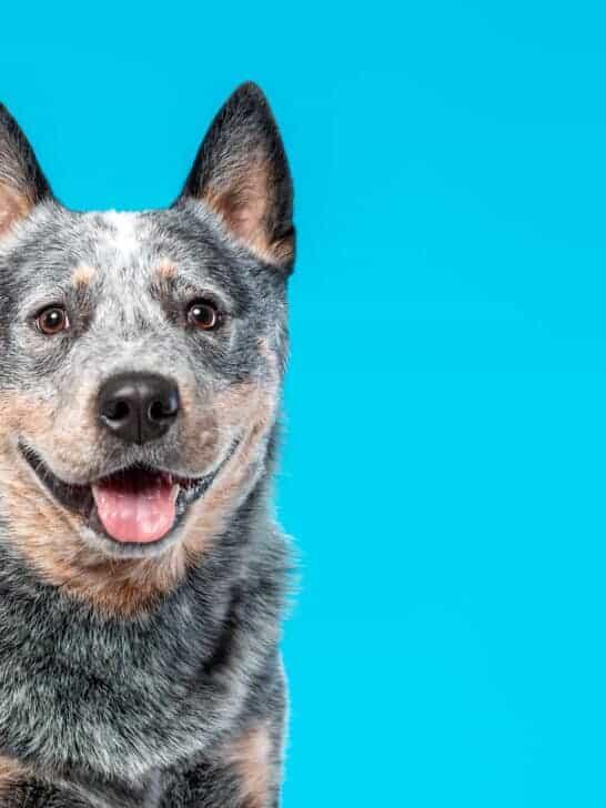 Australian Cattle Dog - NewsBreak