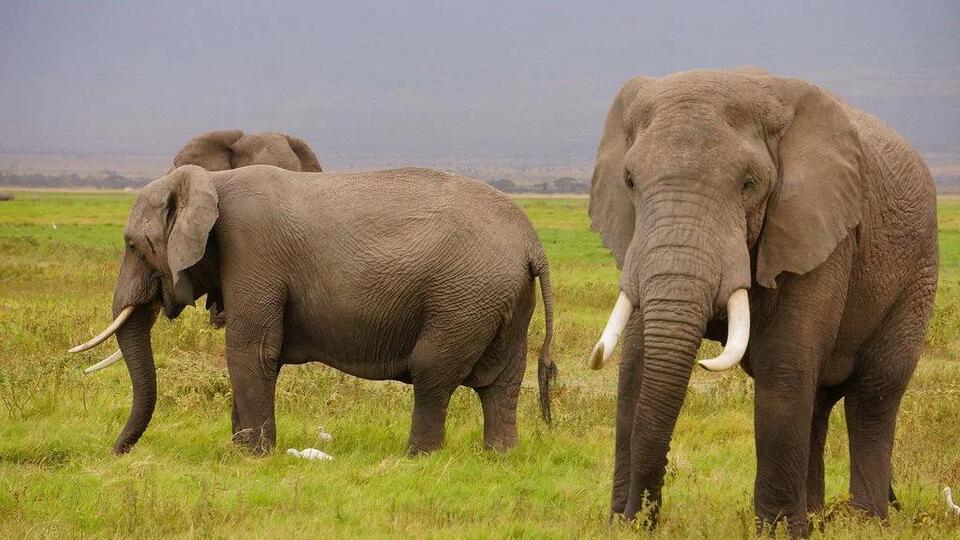 8 Incredible Ways Animals Communicate That Are Beyond Human ...