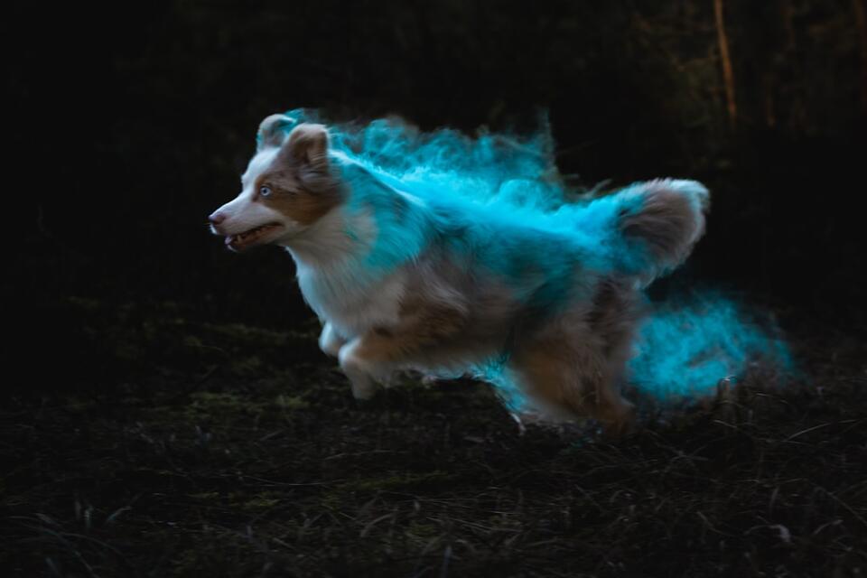 7 Surprising Ways Your Spirit Animal Guides Your Daily Decisions ...