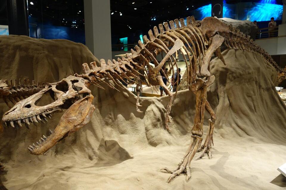 What Happens When Bones Are Left Unburied? The Scavenger Timeline ...
