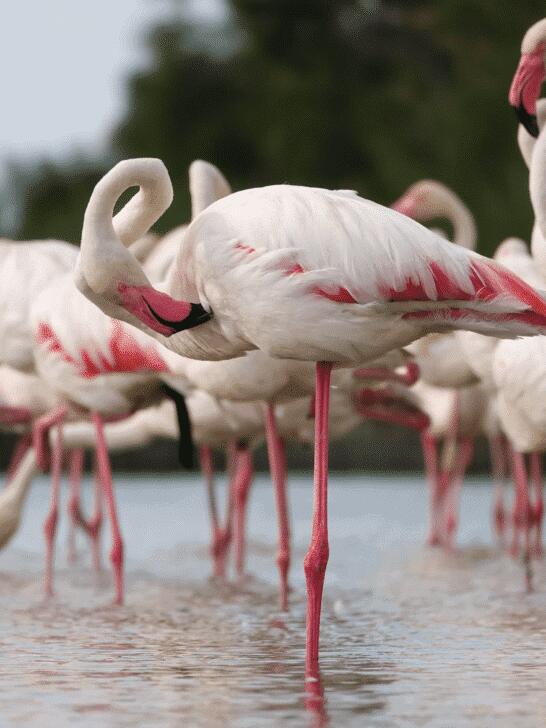 A Pink Giant: Discover the Largest Flamingo Species - NewsBreak