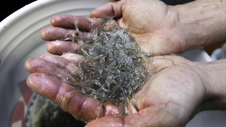 Maine opens lottery for 20 new elver licenses - NewsBreak