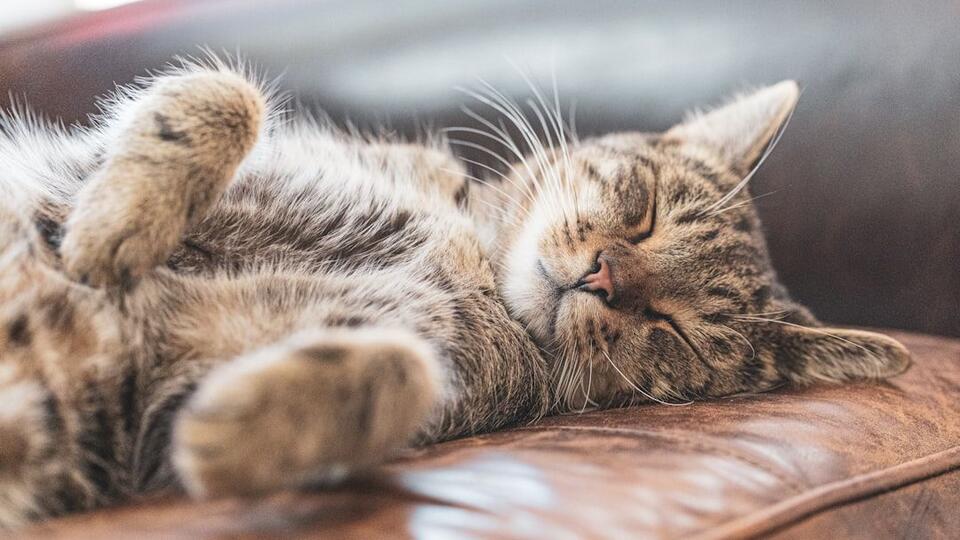 Your Cat’s Sleeping Positions Reveal More Than You Think - NewsBreak
