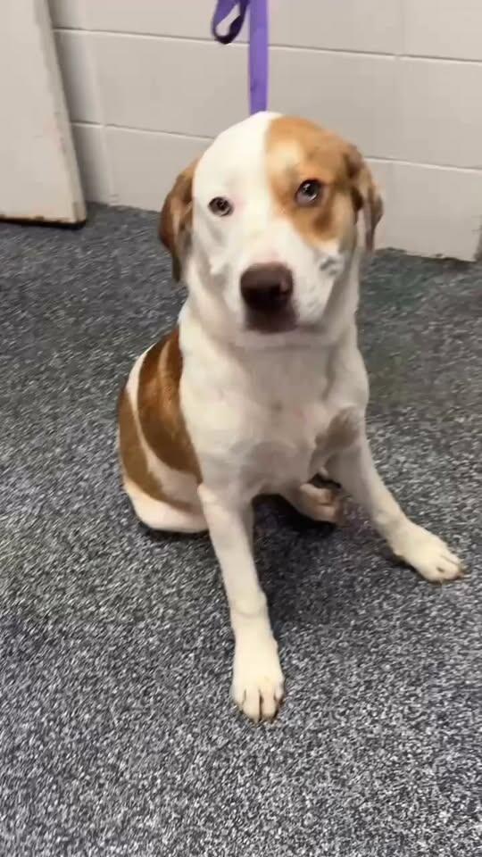 8-Month-Old Dog 'Easy' Available for Adoption - NewsBreak