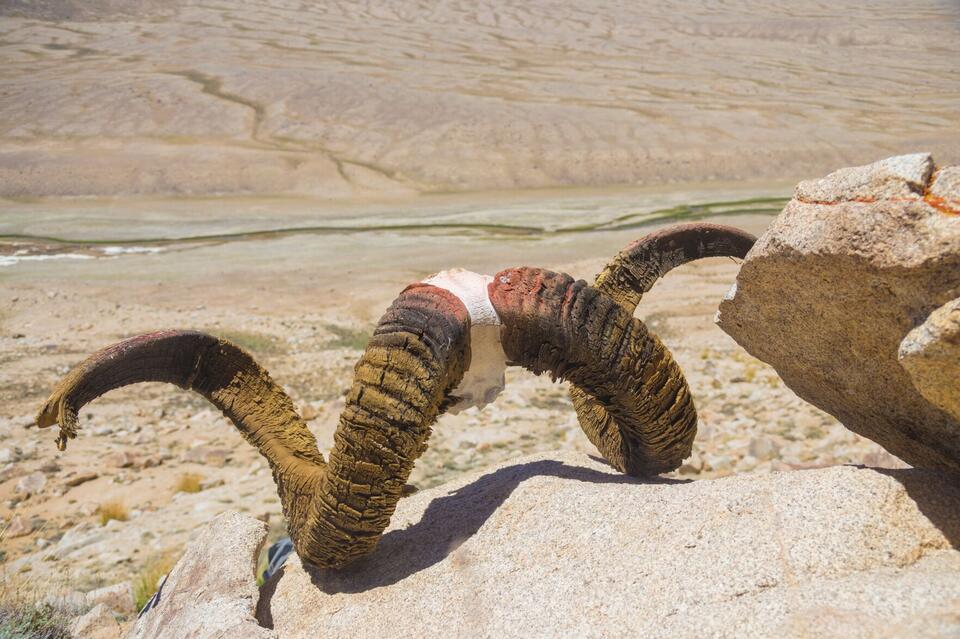 Montana man planned to create 300-pound hybrid sheep for hunting ...