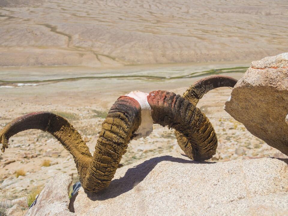 Montana man planned to create 300-pound hybrid sheep for hunting