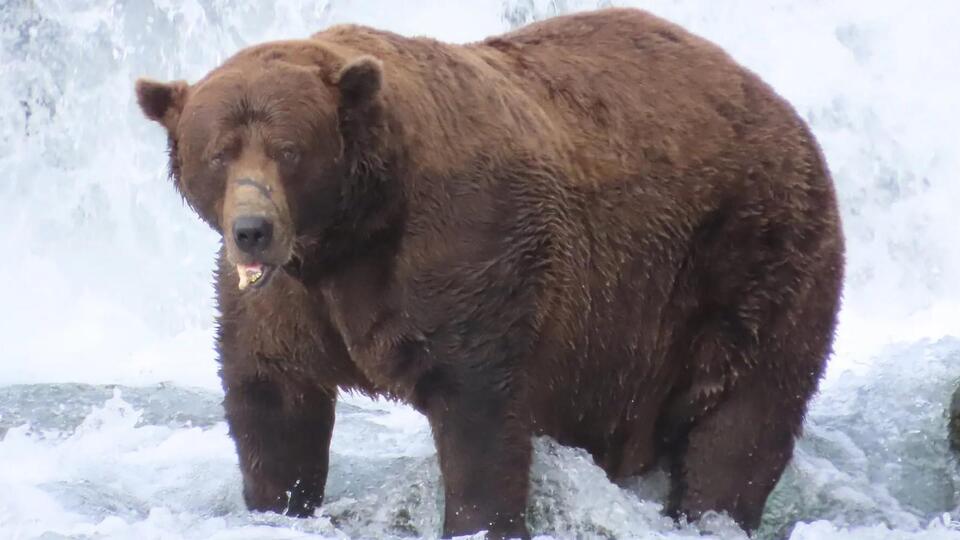 Absolute Unit Named ‘Chunk’ Overcomes Broken Jaw To Claim ‘Fat Bear Week’ Crown In Alaska ...