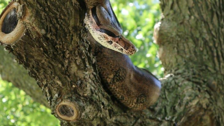 How Snakes Climb Trees Without Limbs - NewsBreak