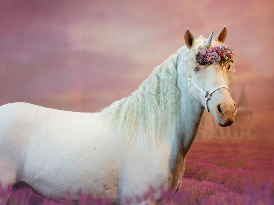 Here’s where you can see a ‘real’ unicorn in Massachusetts this summer