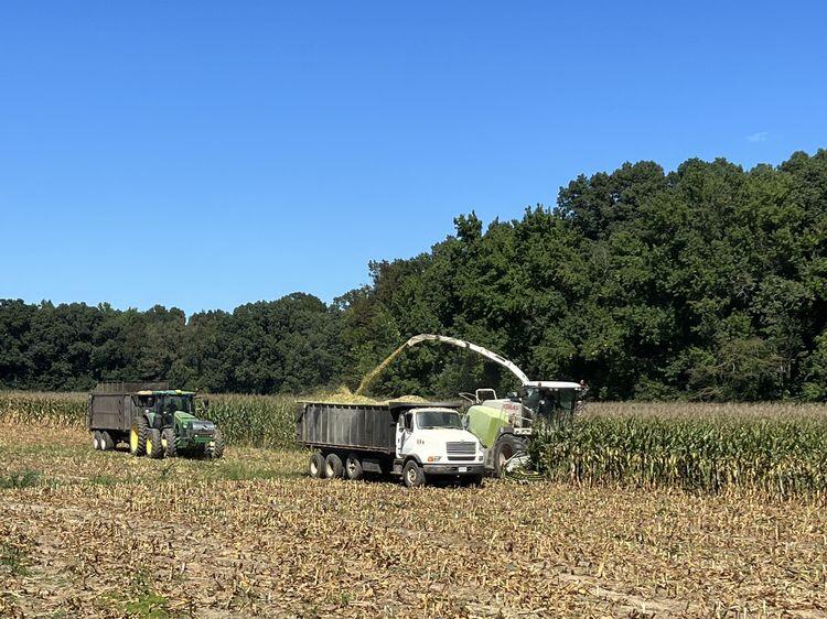 From field to feed: Corn silage harvest progress in 9 top states