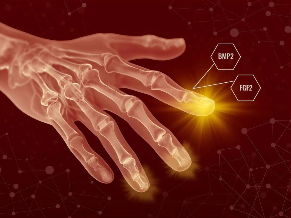 Humans May Have Hidden Regenerative Powers, New Study Suggests - NewsBreak