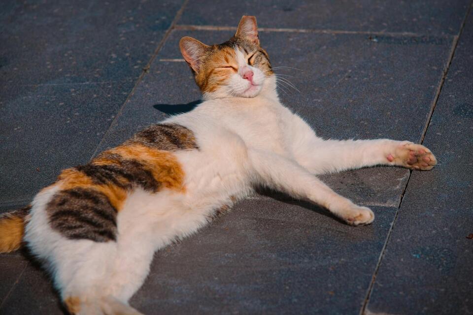 Why Cats Sometimes Stare at You Without Blinking - NewsBreak