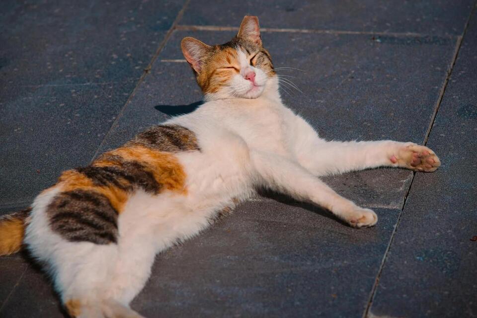 Why Cats Sometimes Stare at You Without Blinking - NewsBreak