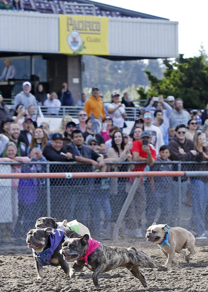 Bulldog Races 2026 - NewsBreak