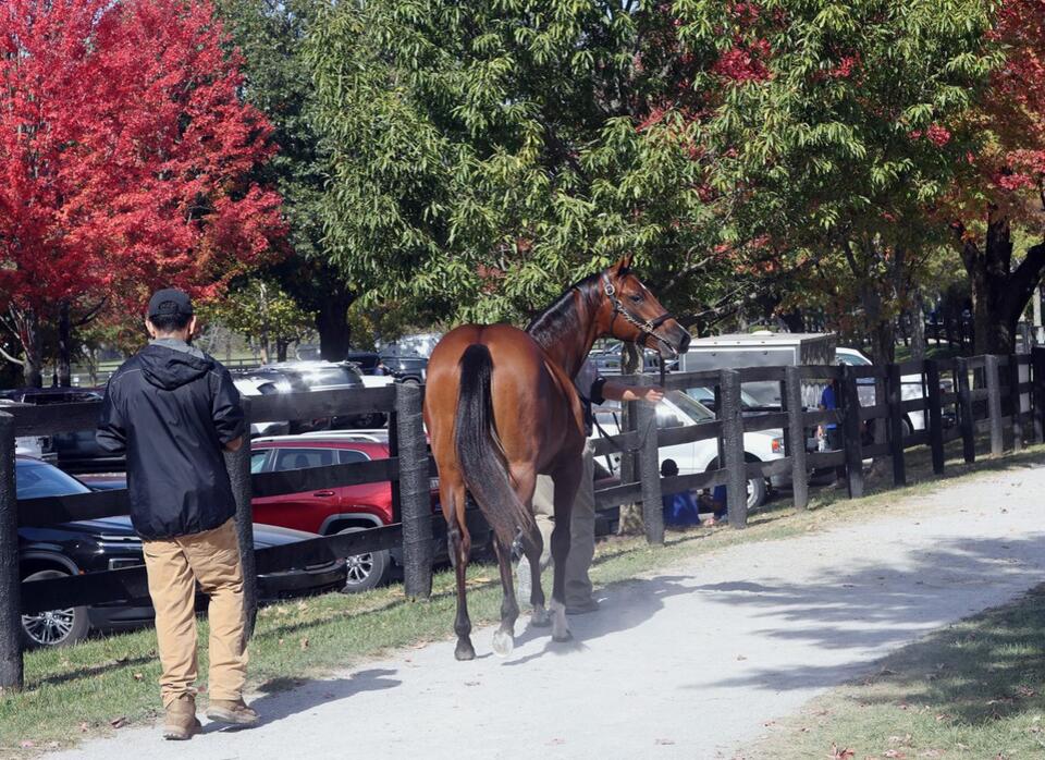 Final Stop: Fasig-Tipton October Yearlings Sale Starts Monday - NewsBreak