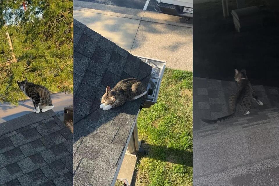 Have Pets? What Is Something They Do That’s Just… Weird - NewsBreak