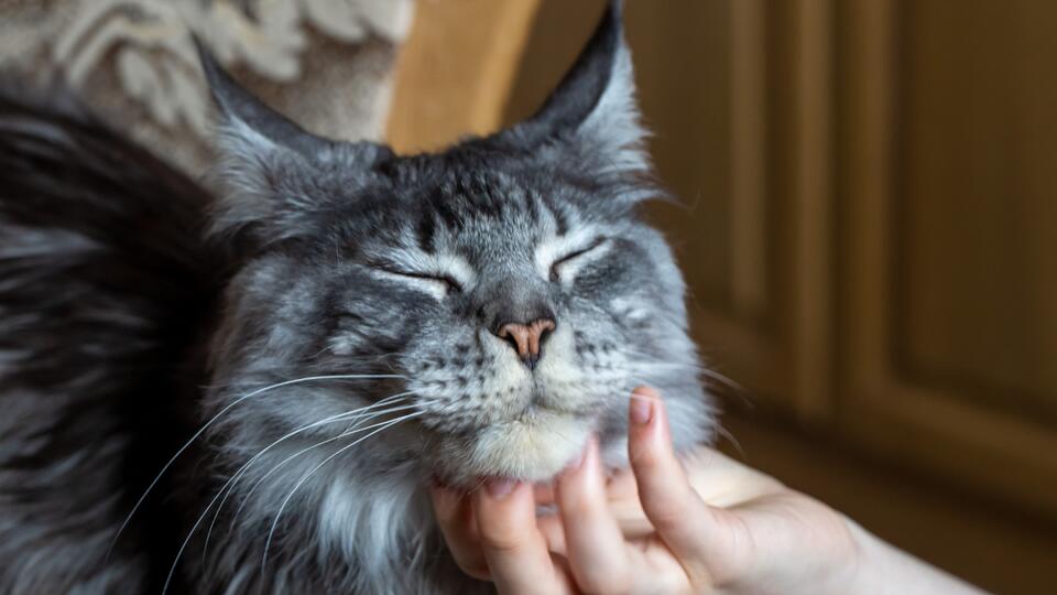 Maine Coon Cat's Fun Bicycle Adventures in Italy Are Straight Out of a ...