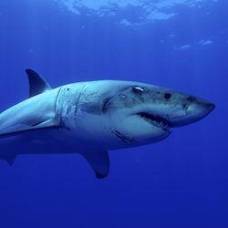 Shark Got A Hole In It? All-New Classification System Can Tell You Why ...