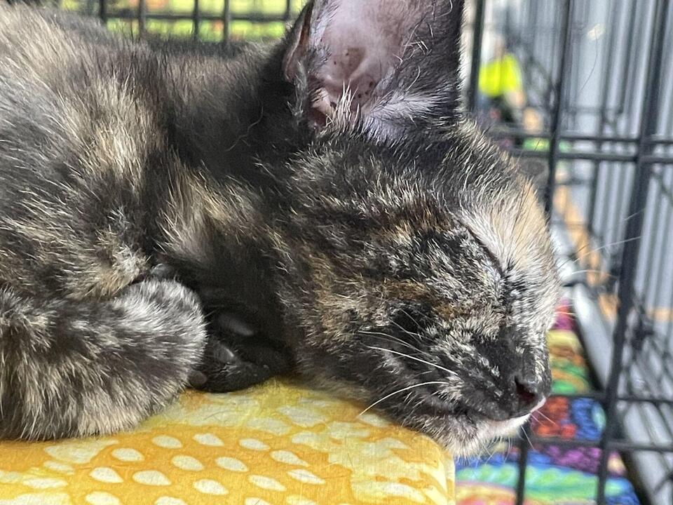 Cat cafe to give McGangsters cat rescue group space, adoption location ...