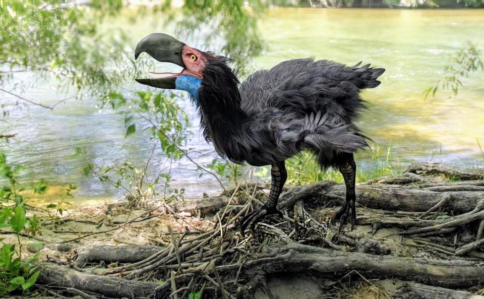 New “terror bird” species ate meat and dominated the planet - NewsBreak