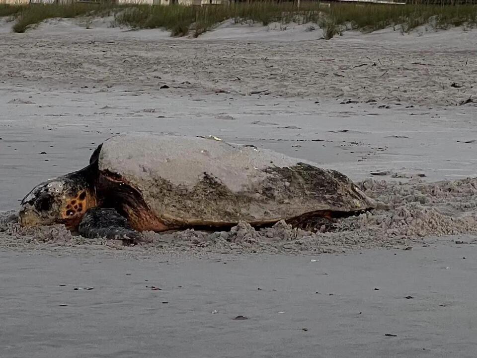 Loggerhead makes her way back into ocean on Topsail Island