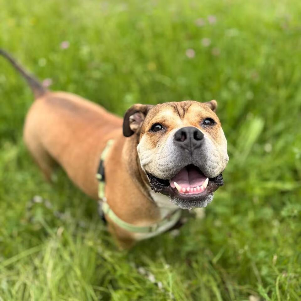 🐶 Playful, Loyal & Loving Dogs Ready for Adoption in Bellingham - NewsBreak